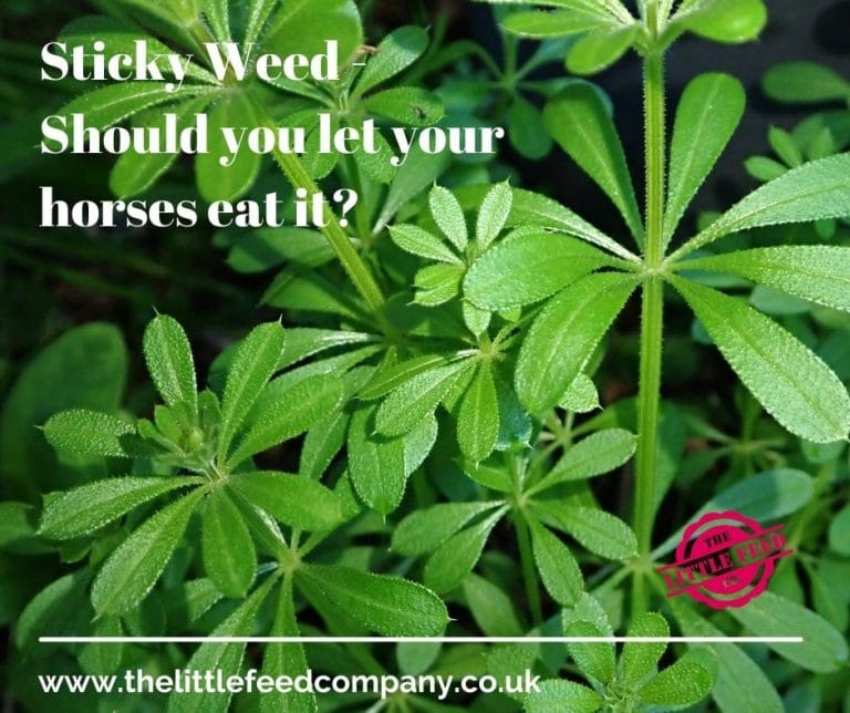 Can horses eat Sticky Weed Goose Grass? - The Little Feed Company
