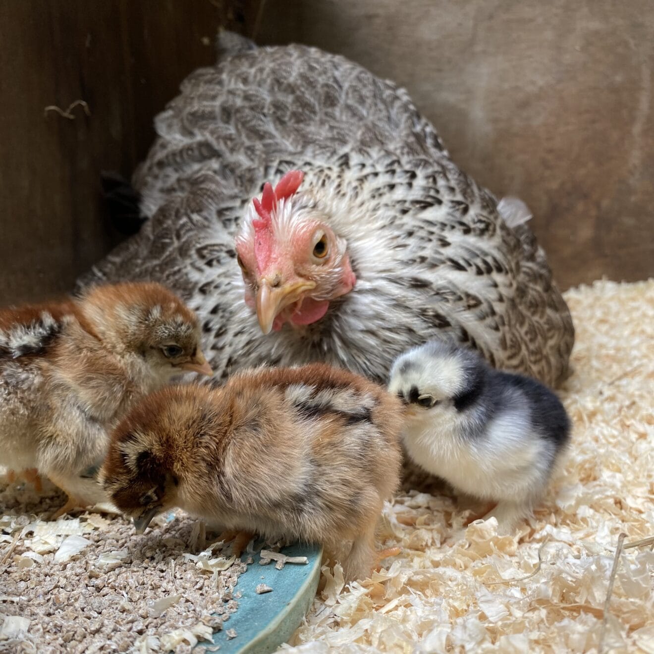 Can Chicks have layers feed? What is the best feed for chicks? - The ...